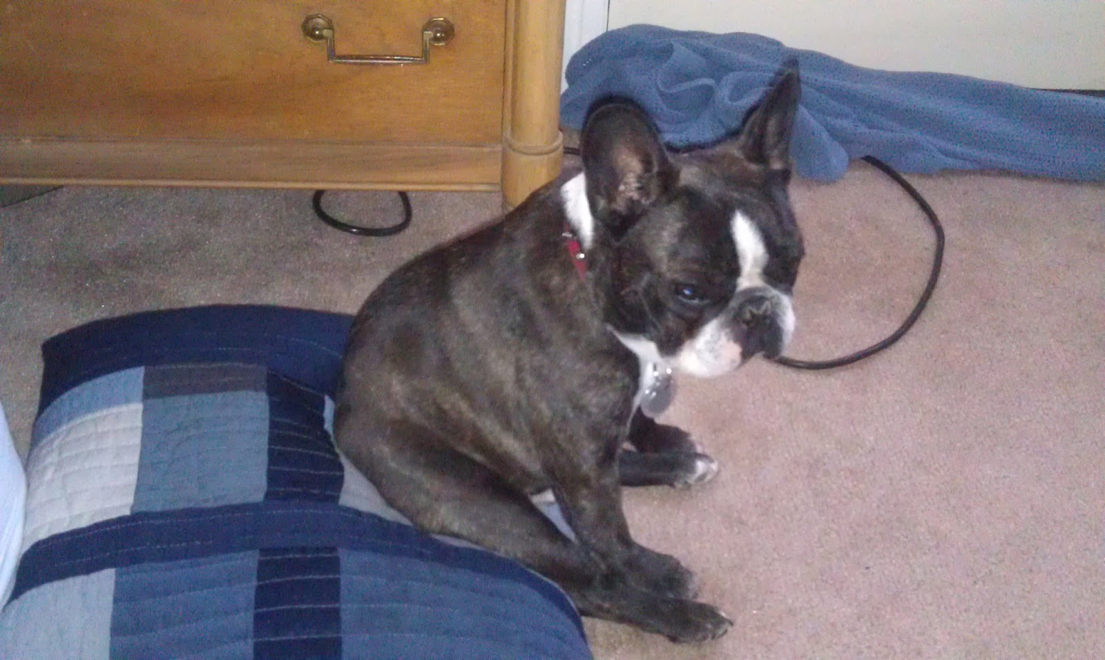 The Land of Salt - A Lifestyle Blog: French Bulldogs - 10 Things You ...