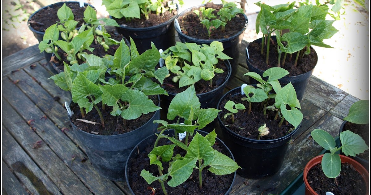 Mark's Veg Plot: Planting beans