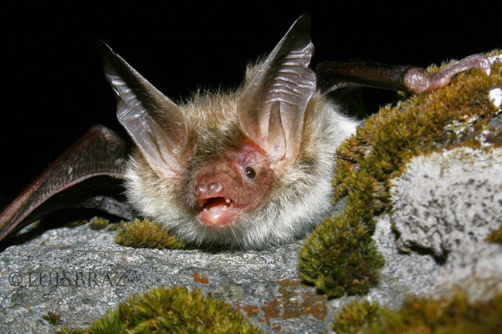 UM DIA DE CAMPO: Swarming de Myotis bechsteinii no Norte de Portugal