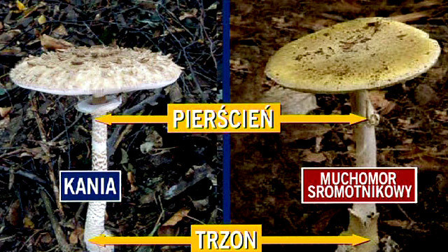 Jak przyrządzić kanie? | Co zjeść do 15 zł? - tanie przepisy na dobre ...