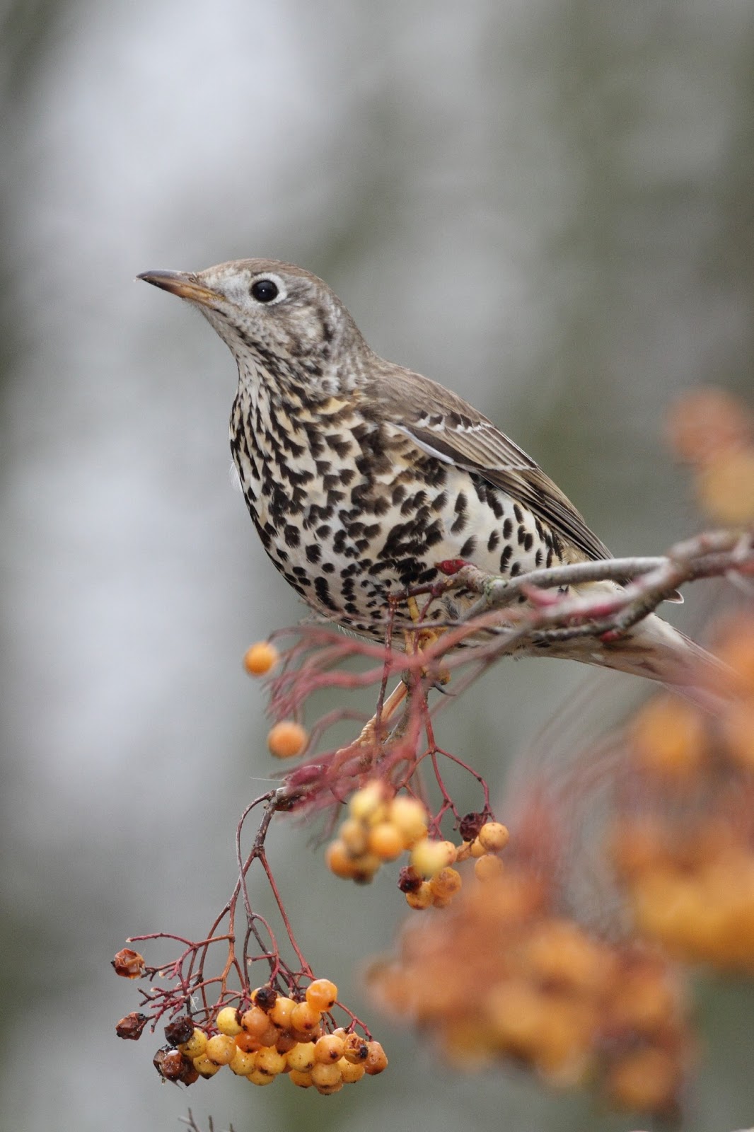 Darley Dale Wildlife: Mistle Thrush