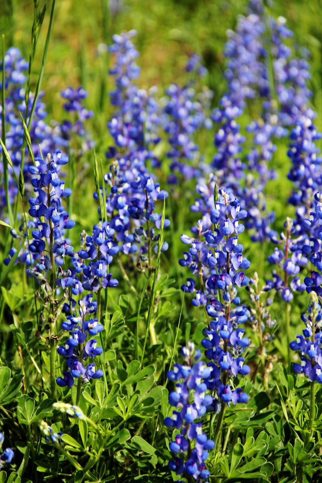 Backroads and Barstools: bluebonnets + the birthplace of tx + spring day