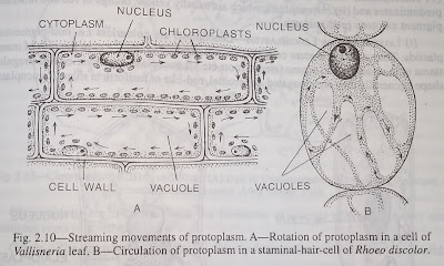 Movements of protoplasm-digieduco