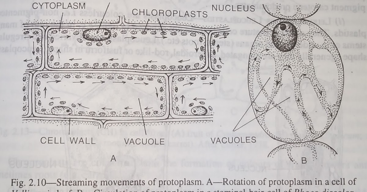 Movements of protoplasm-digieduco