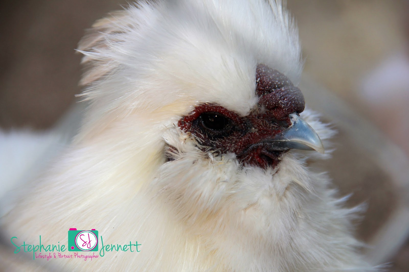 Stephanie Jennett Photography