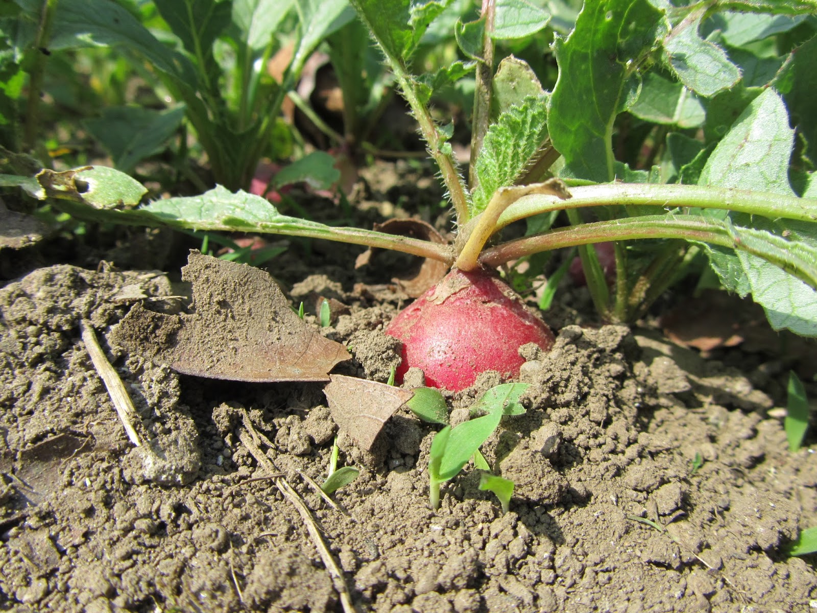 Quando e Come Seminare i Ravanelli (Raphanus sativus)? Come Si ...