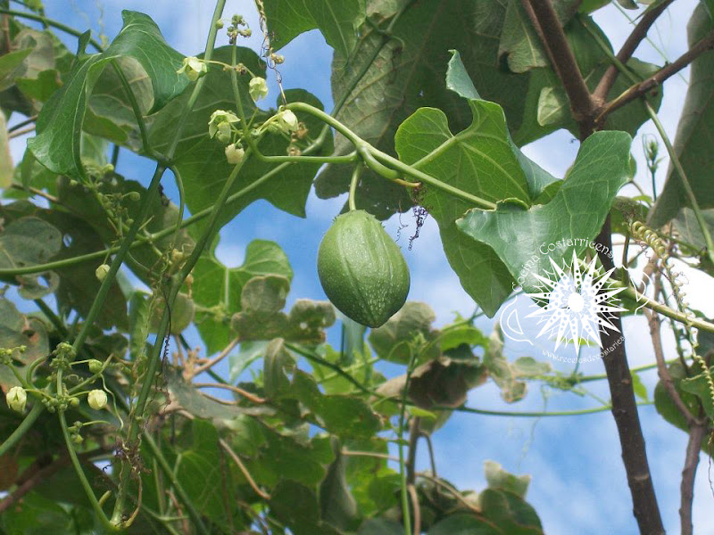 Cocina Costarricense: tacacos