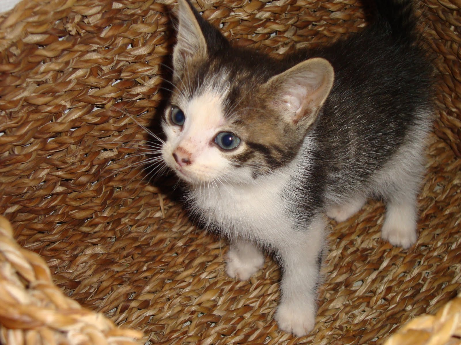 Kattekillinger til salg