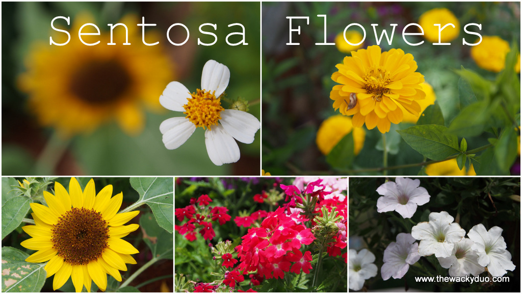 Sentosa Flowers 2013 @ Palawan Beach - TheWackyDuo.com - Singapore ...