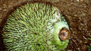 Mbanese Blog: UKWA AS MY FAVOURITE IGBO DELICACY