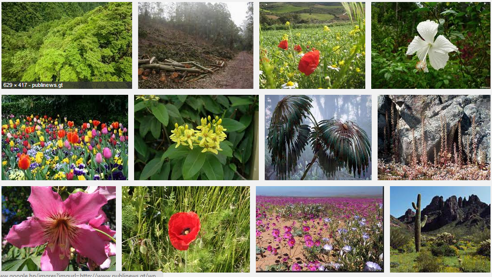 FloraFauna ~ Honduras tierra bella