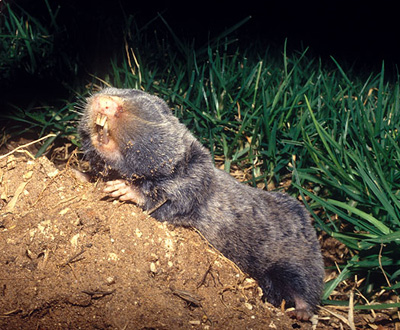 Synapsida: Gnawing Through Soil: The Blind Mole Rats