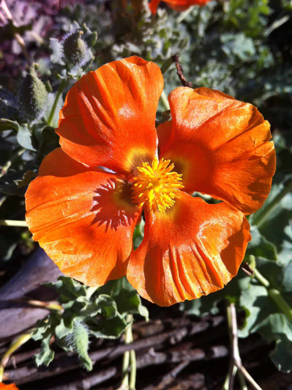Pennsylvania Street Gardens: Plant profile: Glaucium (Horned Poppy)
