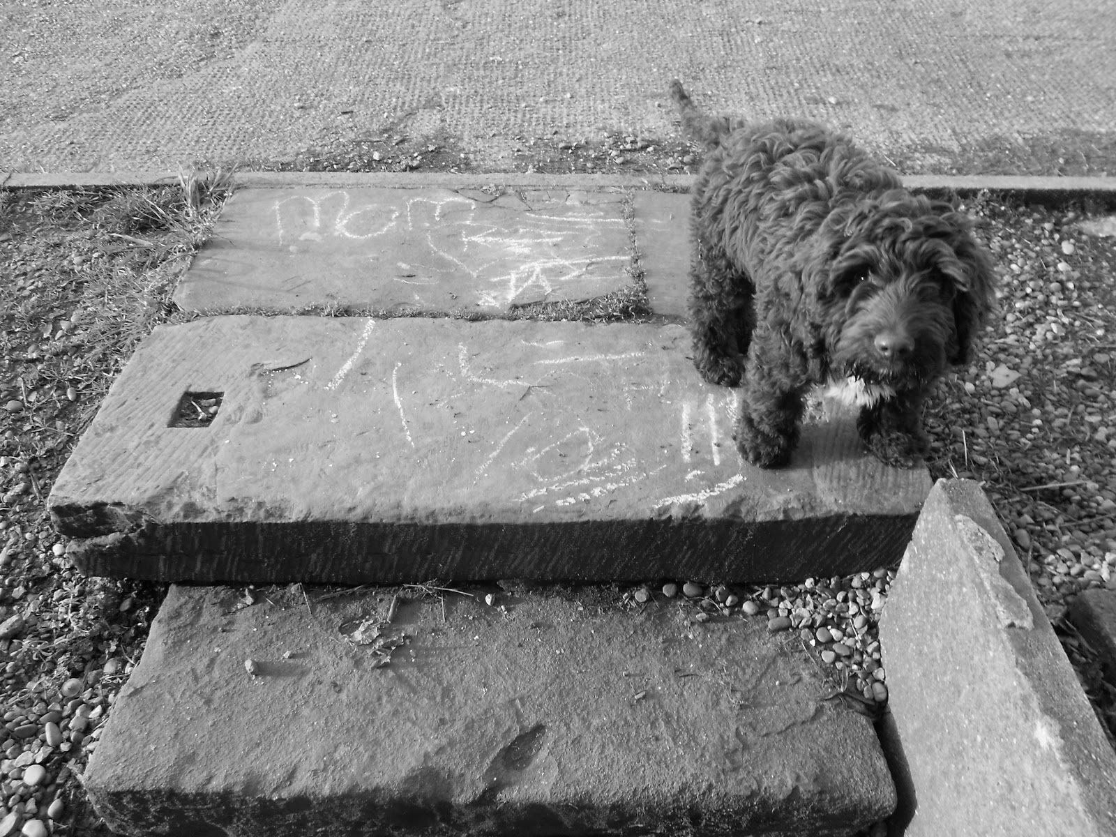 Bugs Bugs Bugs!!! and more