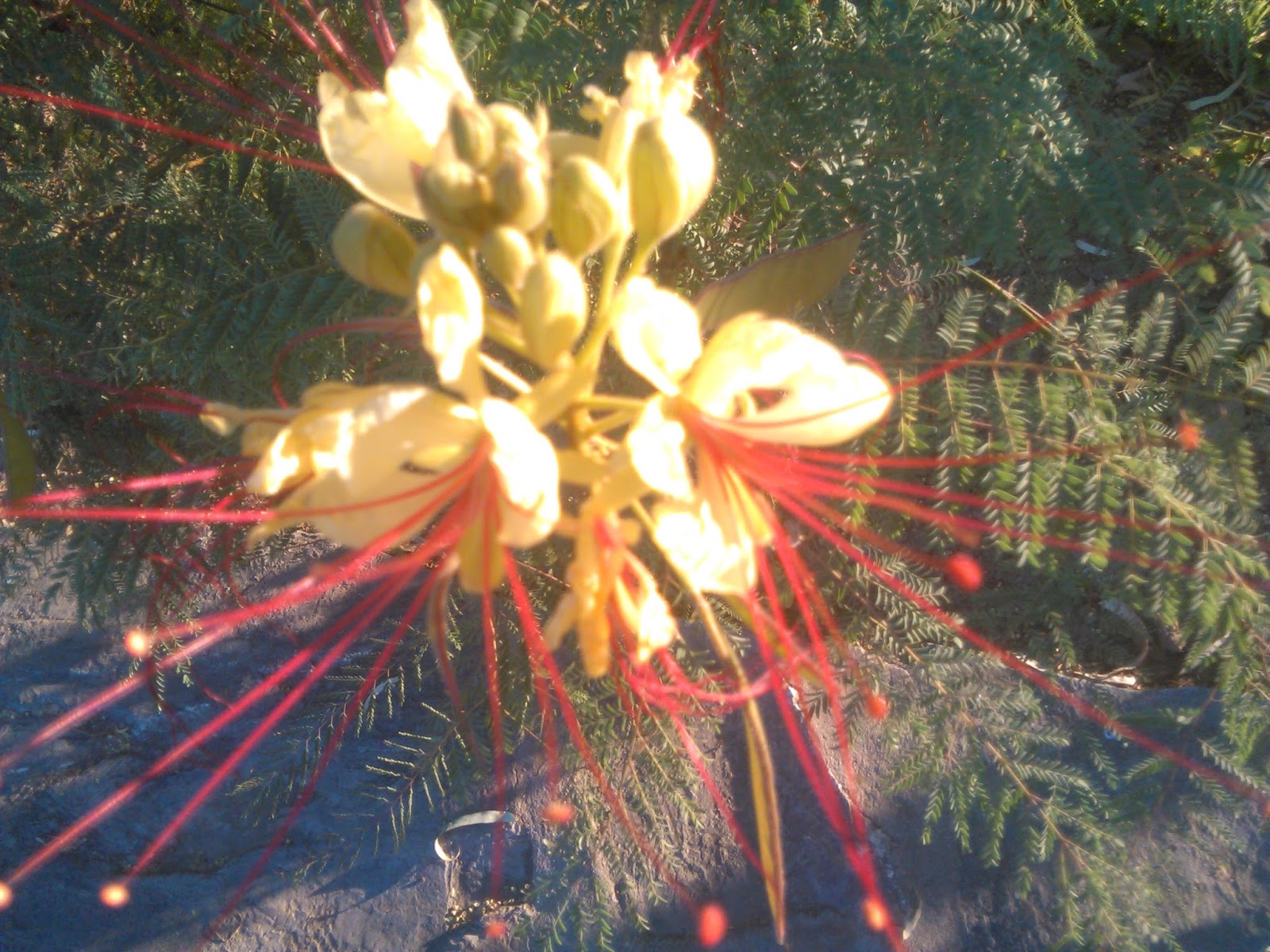 majaillaflor: Caesalpinia gilliesii