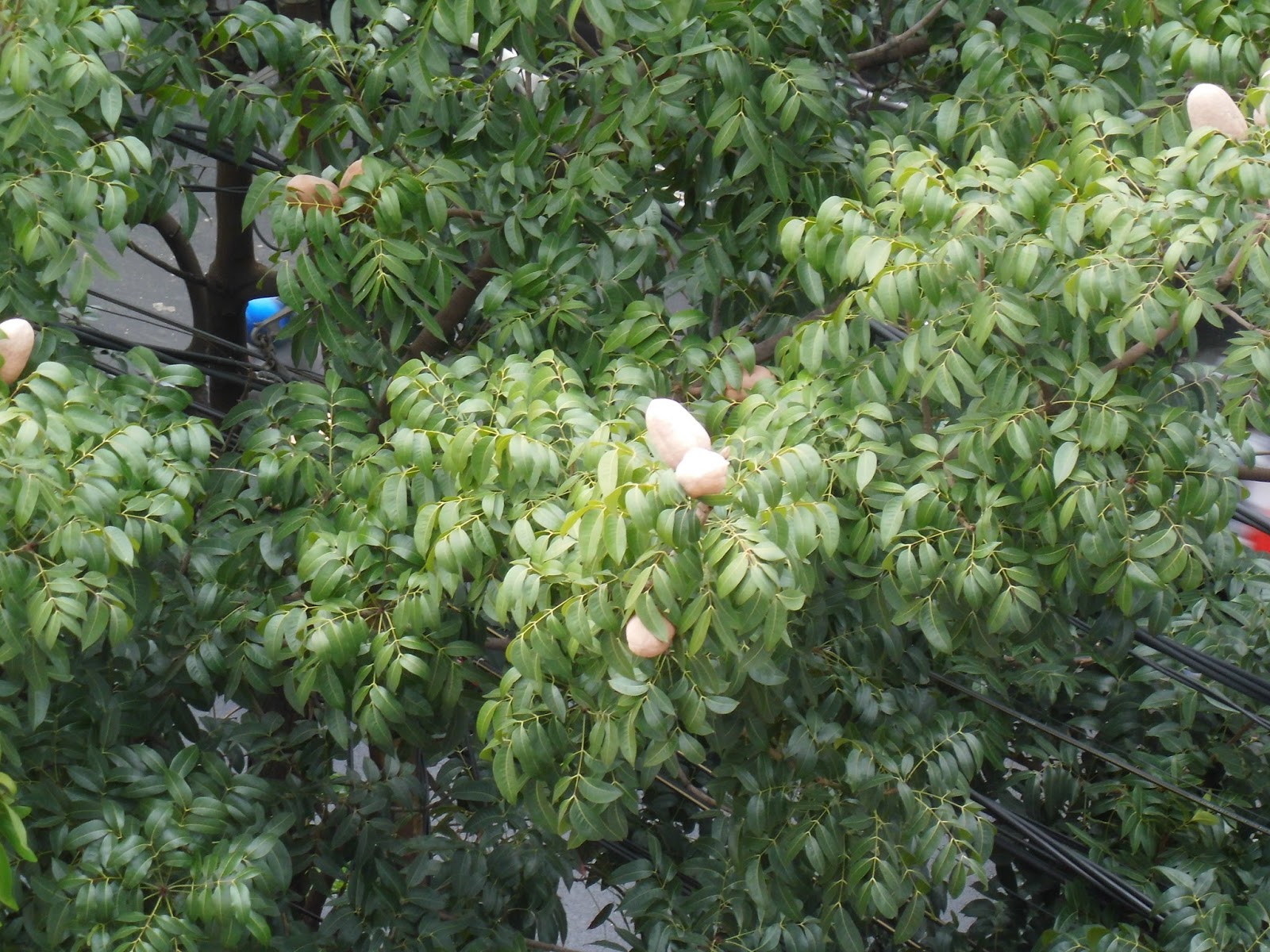 Mahoni Tree Pictures