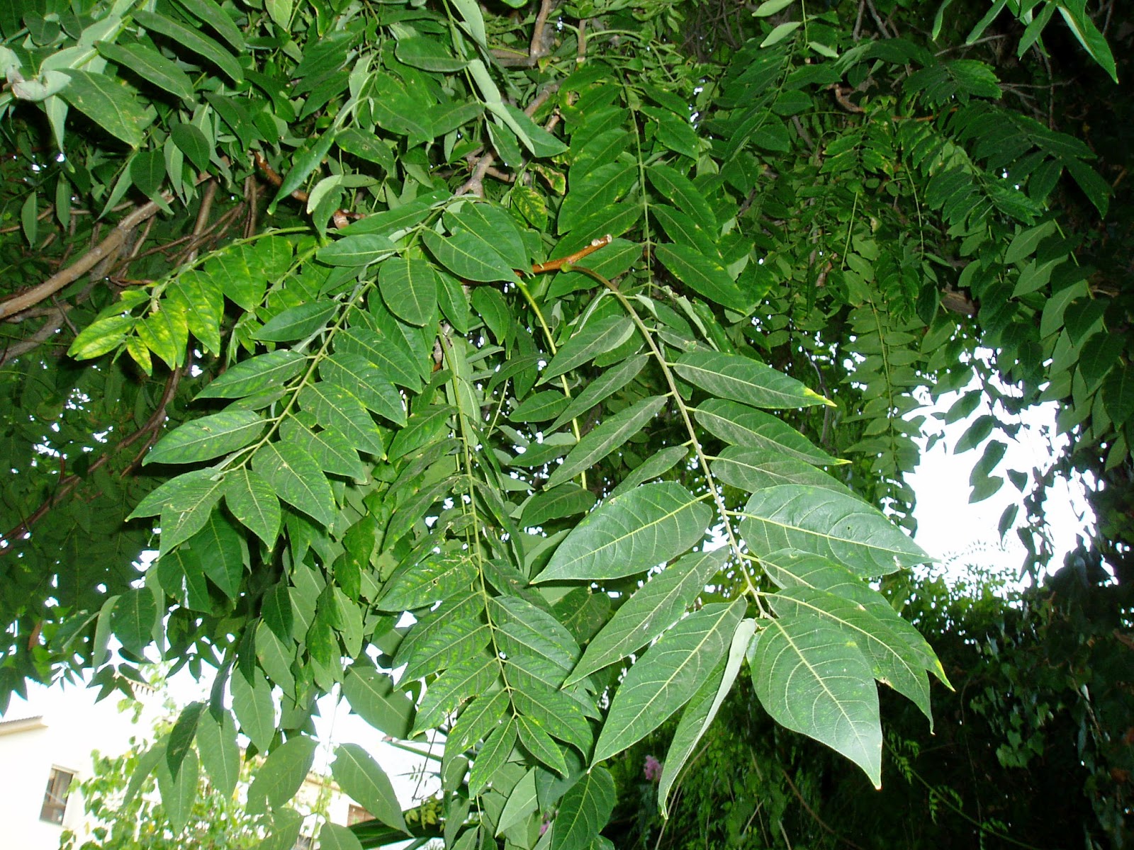 AILANTO: Ailanthus altissima | Plantas rioMoros