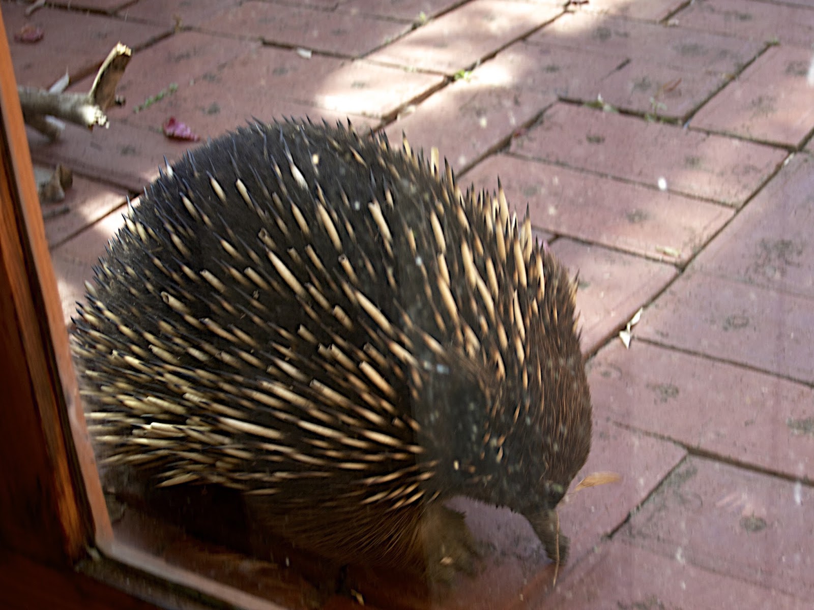 ROADSIDE IKEBANA: FLOWERS (AND ANIMALS) WITH THORNS