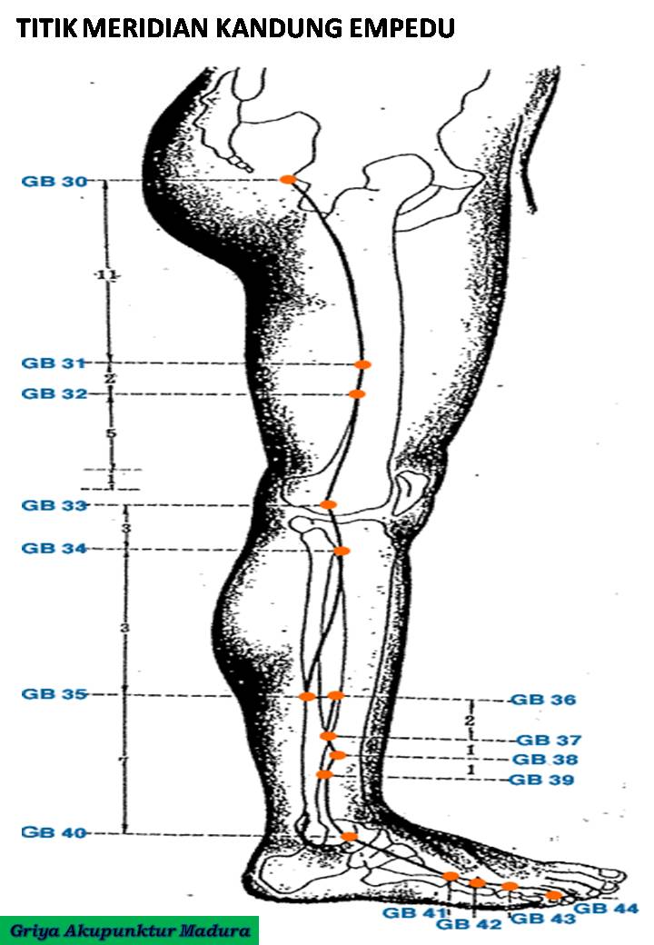 Ilmu Titik Meridian Akupuntur Dan Akupresur: TITIK MERIDIAN LAMBUNG