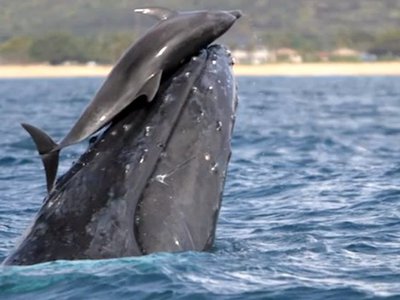 White Wolf : Dolphins and Whales Engage in Rare Interspecies Play (Video)
