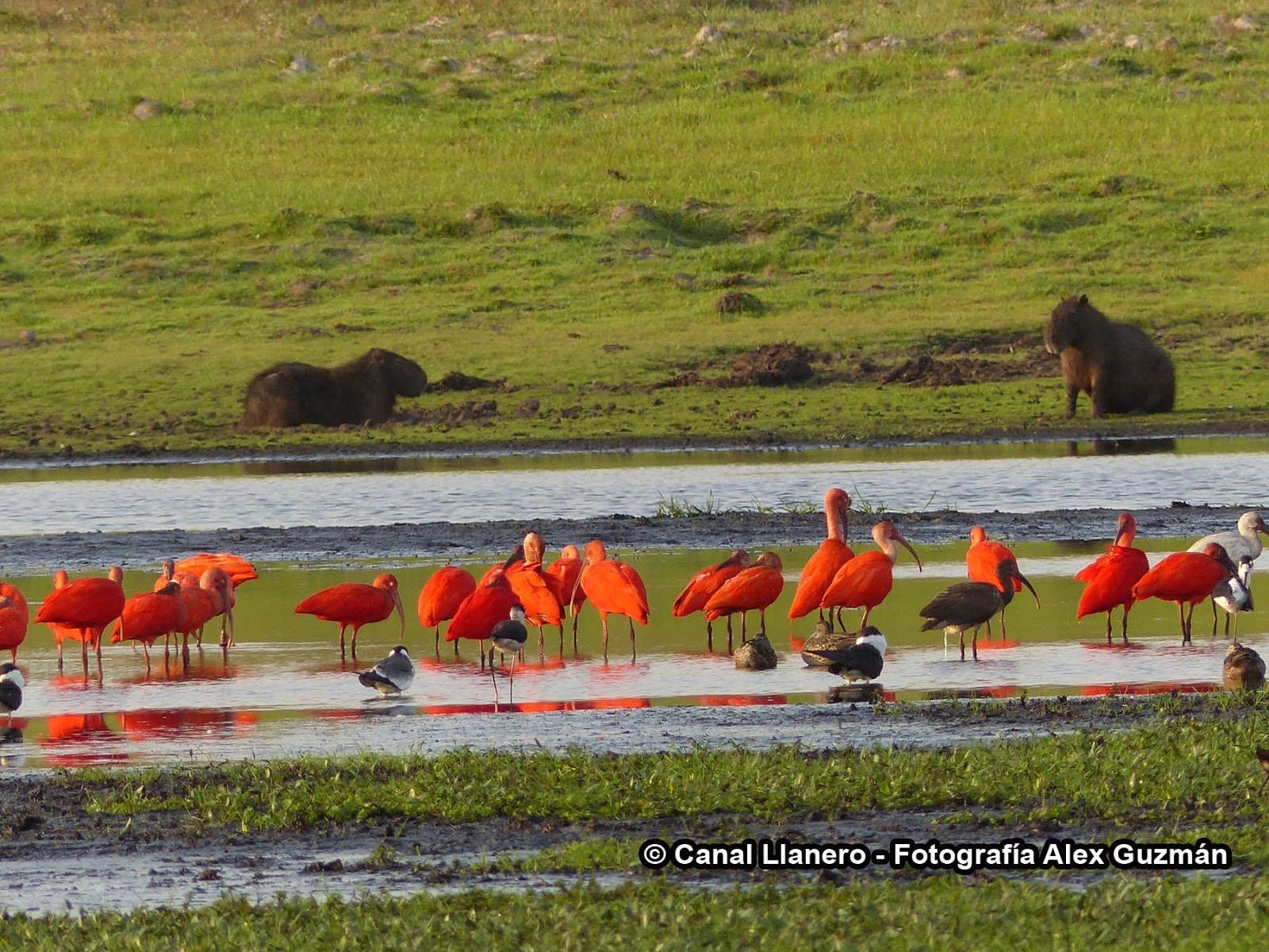 Canal Llanero : LA COROCORA - IBIS ESCARLATA - GARZA ROJA