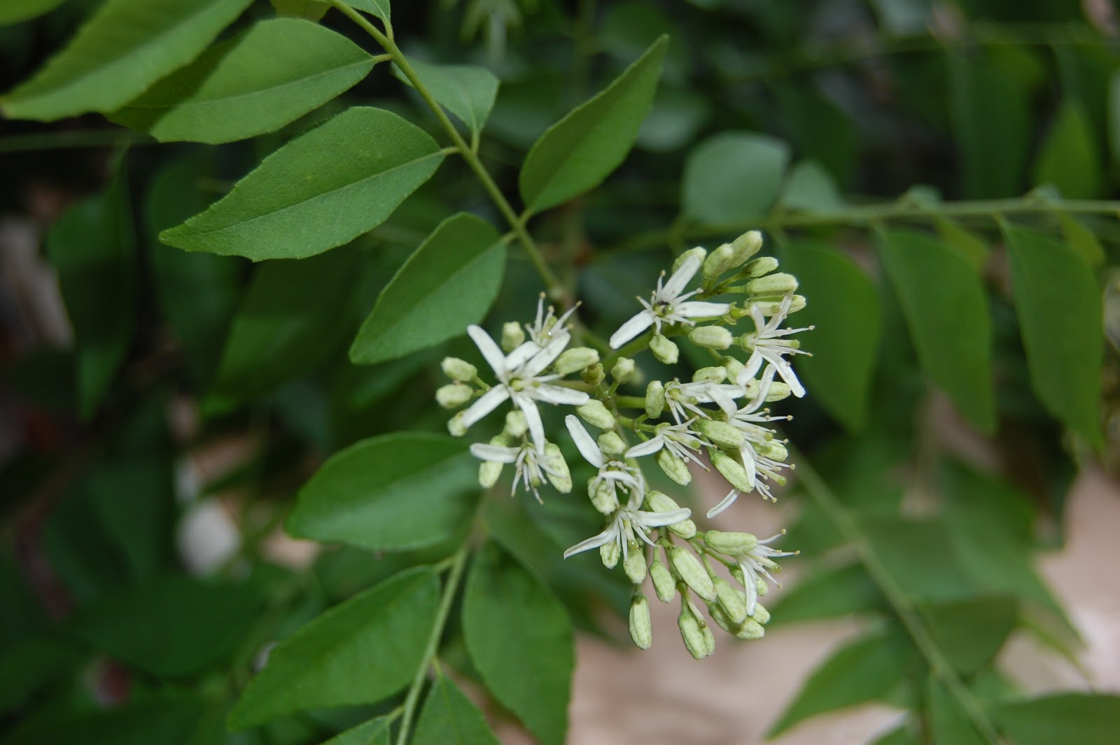 Suria Helang Lui: Curry tree (Pokok Kari)