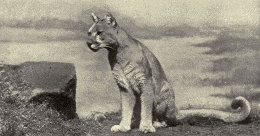 Anomalous Observational Phenomena: Are Those Pumas Still Out There??