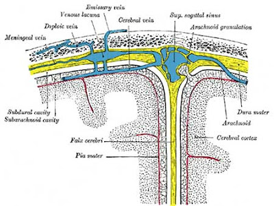 Ur Medstudy FREE Medical MCQs online: MCQ 1 The arachnoid villi ...