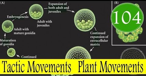 Tactic movements in plant - Your Learning Point