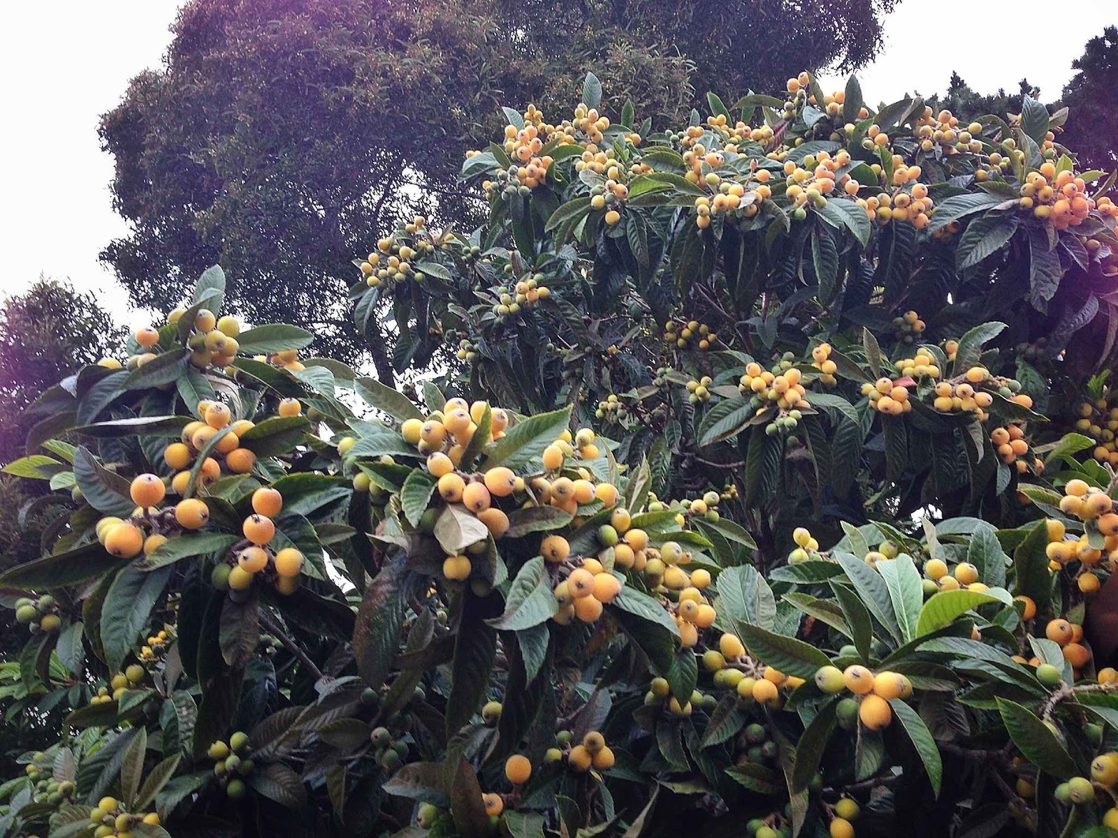 Rowley's Whiskey Forge: Damn, Another Bumper Crop of Loquats
