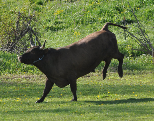 Dispatches from Farm and Afield: Thoughts about Bulls