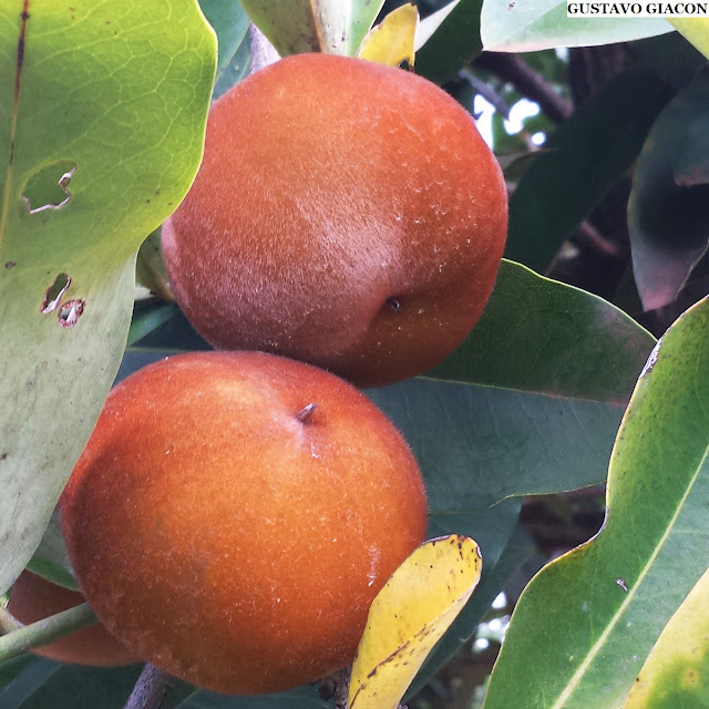 Viveiro Ciprest - Plantas Nativas e Exóticas: Mabolo ou Pêssego da ...