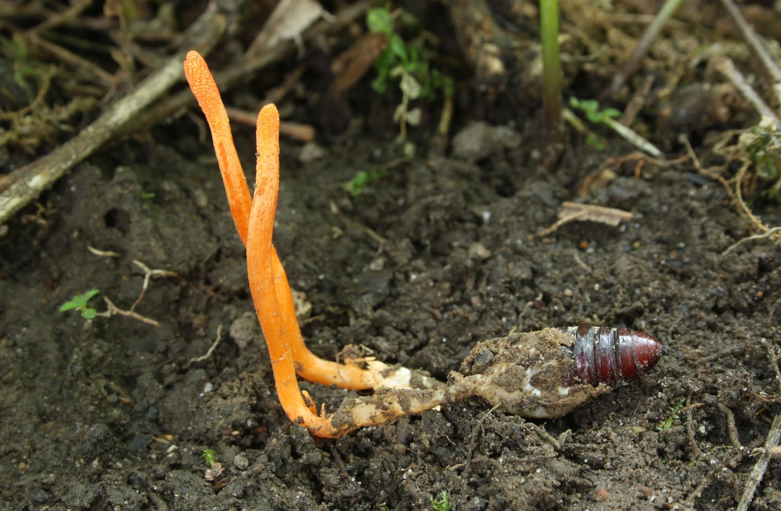 HONGOS DE AMERICA Y OTROS CONTINENTES: GENERO: CORDYCEPS Y OPHIOCORDYCEPS