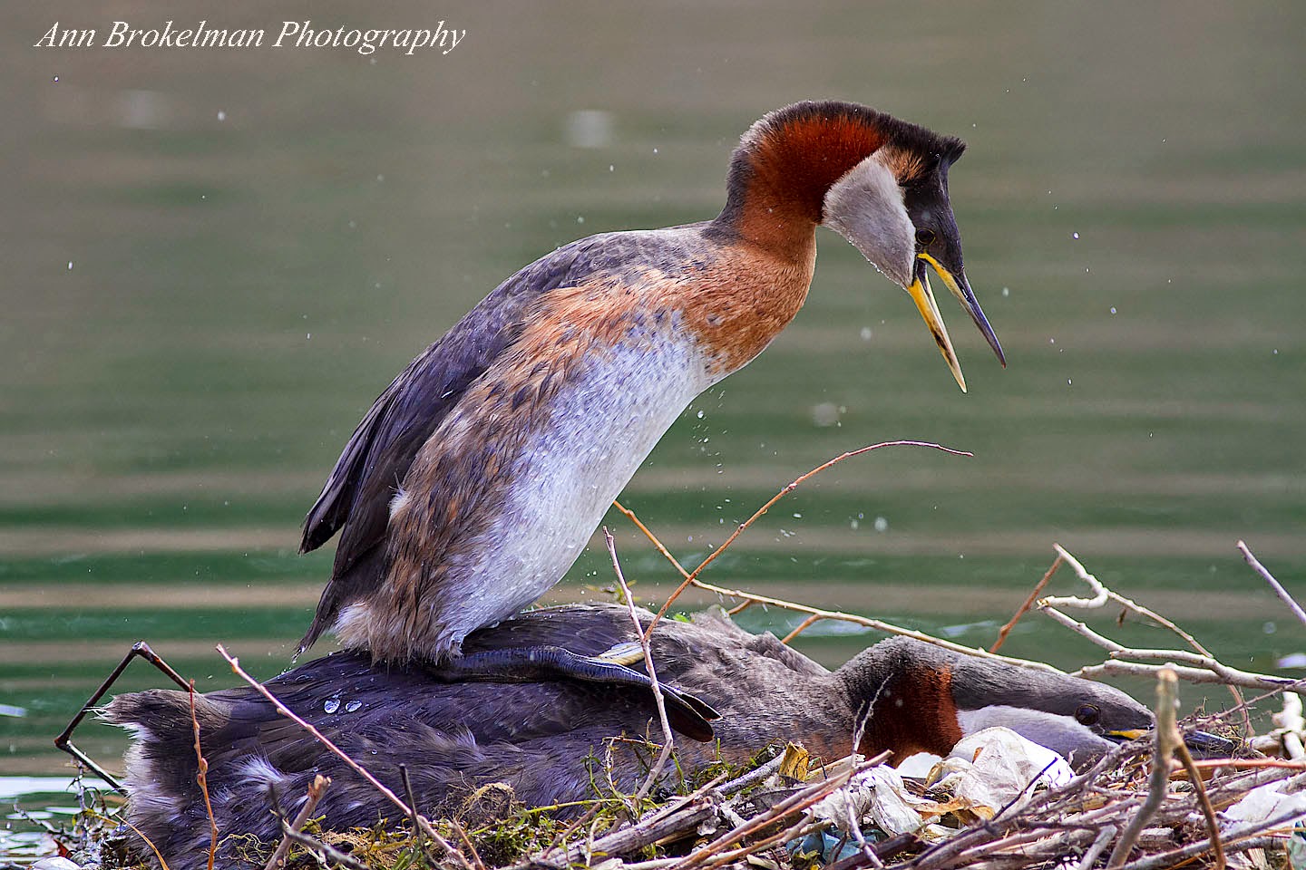 Ann Brokelman Photography: Red-necked Grebes from mating to 3 chicks.
