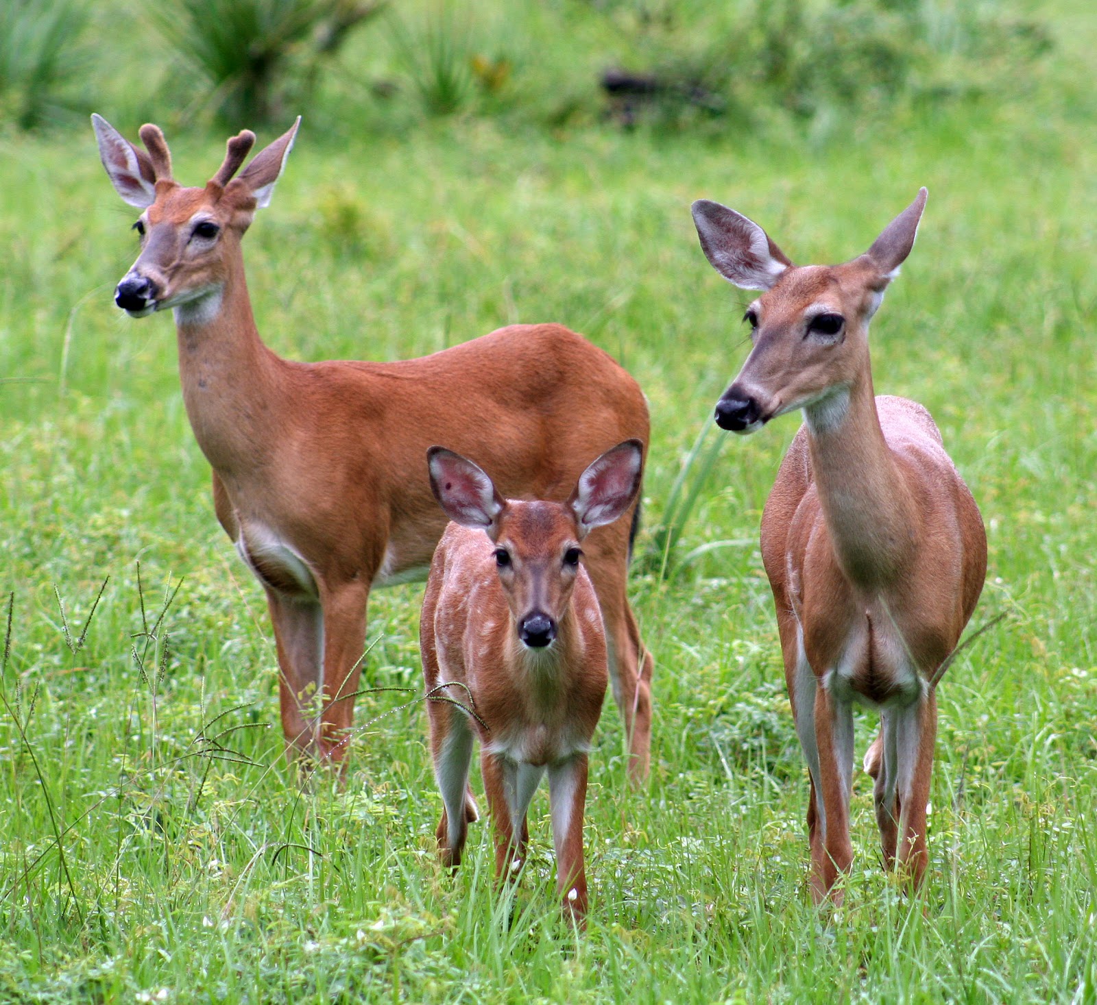 La Florida: Everglades deer