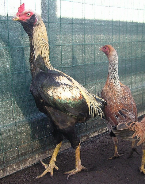 Gallos asiles su origen e historia