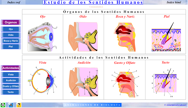 El blog de quinto.2017-2018.: Los sentidos.