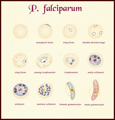 MALARIA Y PLASMODIUM: IMAGENES DEL PLASMODIUM FALCIPARUM Y PLASMODIUM VIVAX