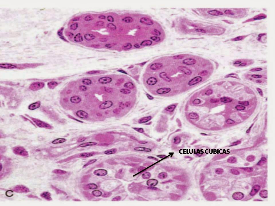 Morfofisiologia1 : HISTOLOGÍA