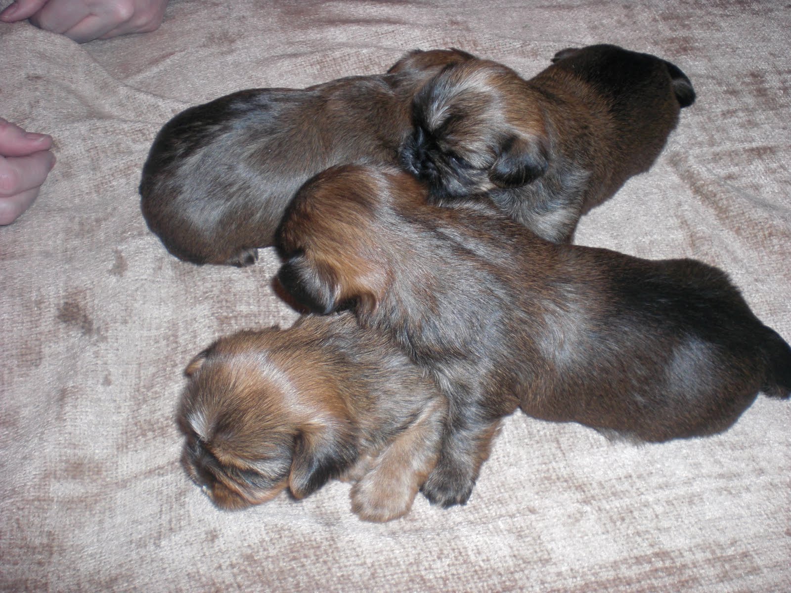Tiny Shorkie Puppies: THE PUPPIES ARE THREE WEEKS OLD