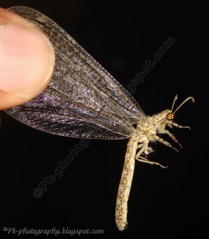 Ant Lion | Nature, Cultural, and Travel Photography Blog