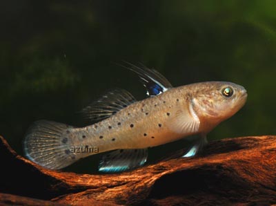 ZA FISH ACTION: Knight Goby (Stigmatogobius sadanundio), Goby Ksatria ...