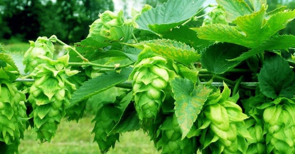 Tips on how to easily grow your own hops | How to Home Brew Beer