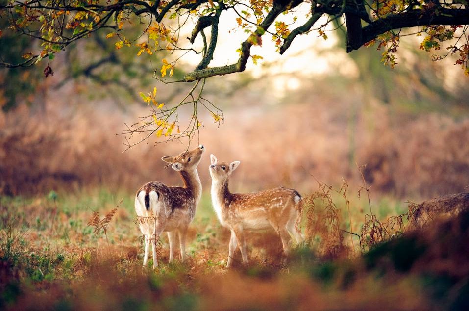 Worlds Beauty: World Best Photos, Best Photos of 2015, Best Photography ...