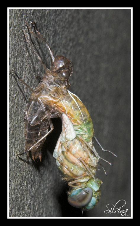 Mis Fotografias: El nacimiento de la libélula