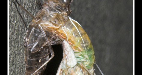 Mis Fotografias: El nacimiento de la libélula