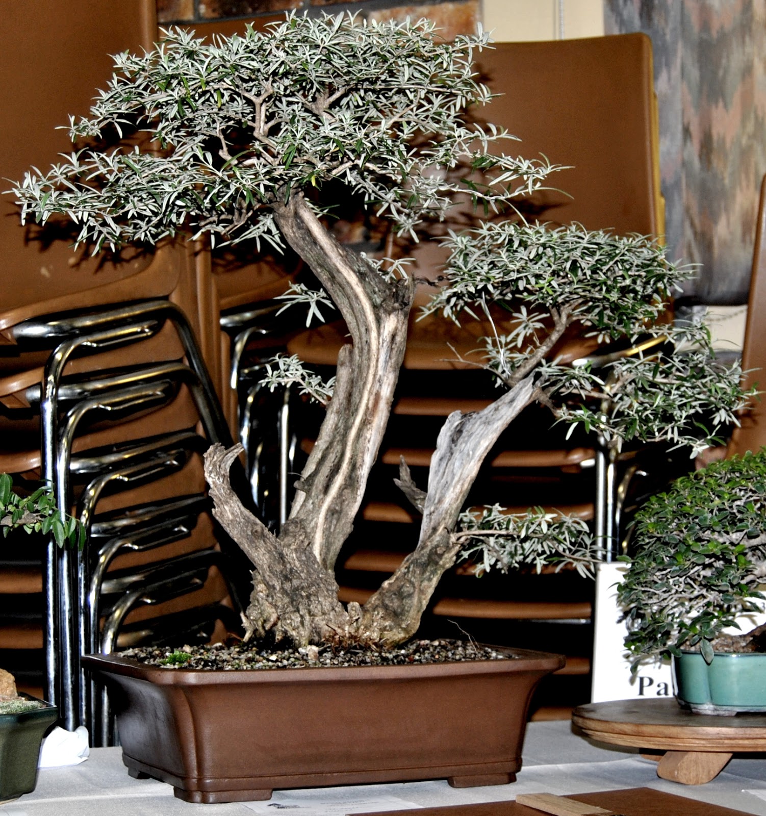 LENNARD'S BONSAI BEGINNINGS.: Buddleja saligna