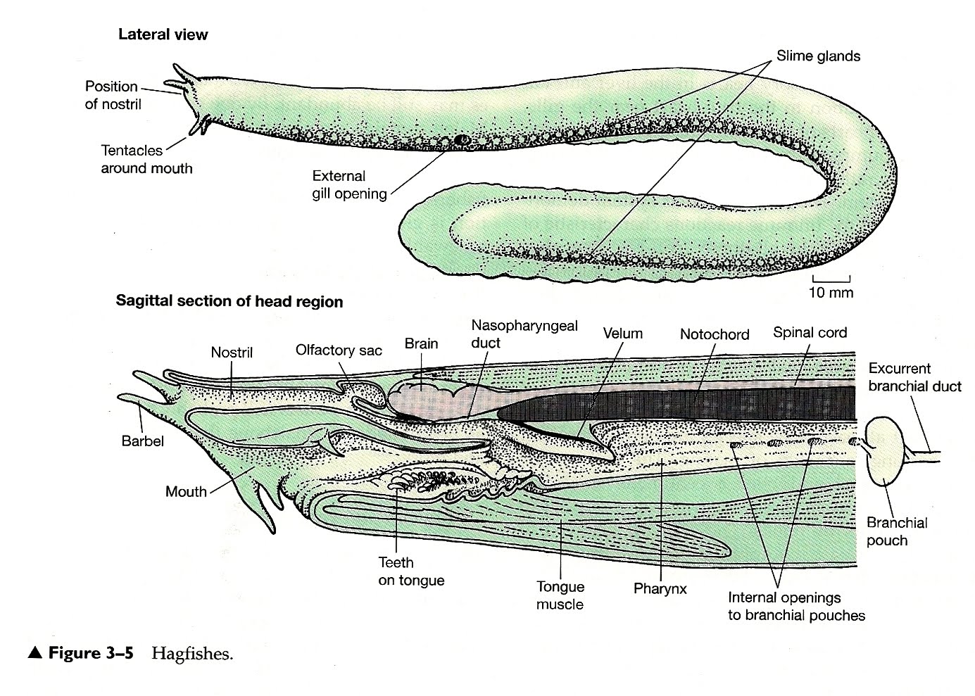 Artes de Pesca: VAMOS A PESCAR PEZ BRUJA (MYXINOS)