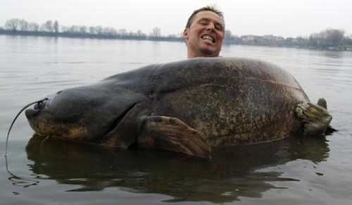 Nothing To Do With Arbroath: Giant catfish turn cannibal after eating ...