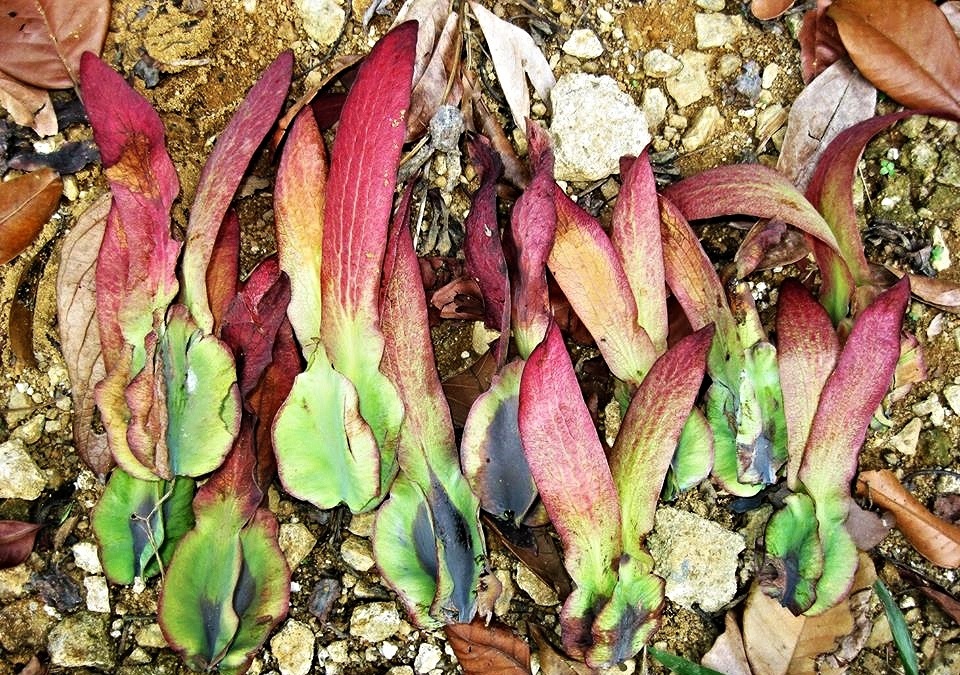 ALAM TUMBUHAN: KELUARGA MERANTI / MERANTIA [Dipterocarpaceae family]